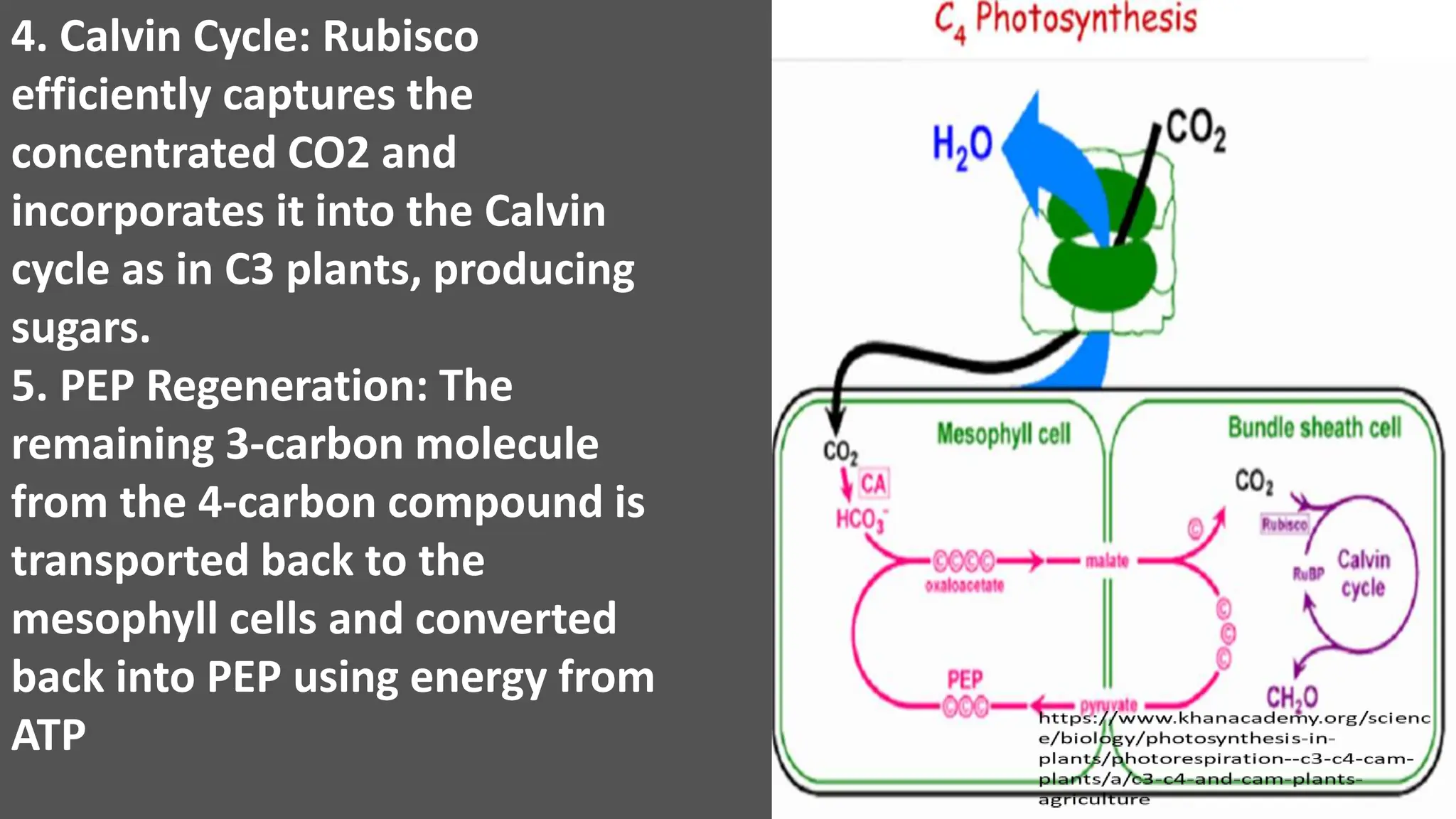 RESPIRATORY SYSTEM OF THE PLANTS........ | PPTX