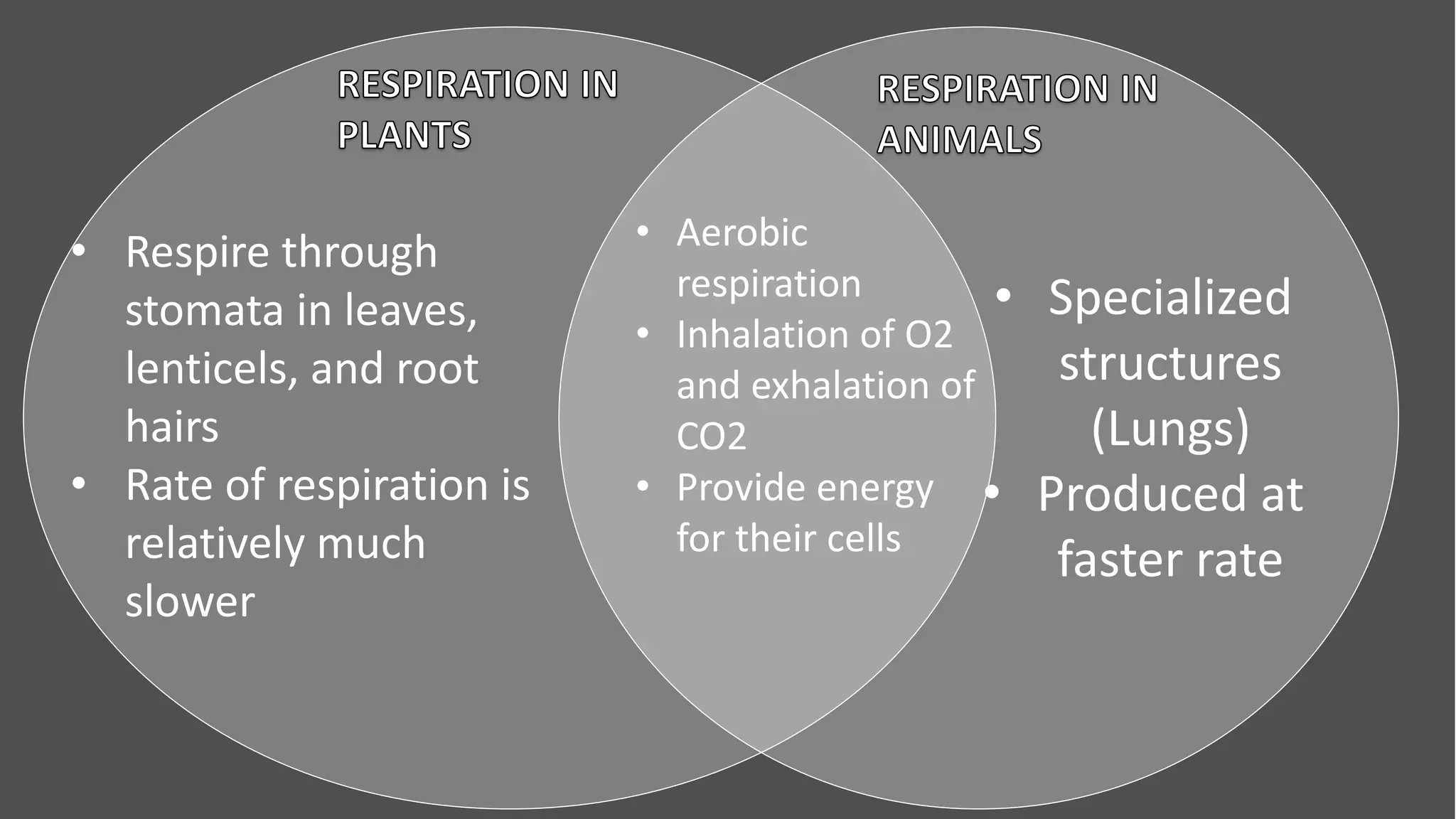 RESPIRATORY SYSTEM OF THE PLANTS........ | PPTX
