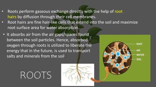 RESPIRATORY SYSTEM OF THE PLANTS........ | PPTX