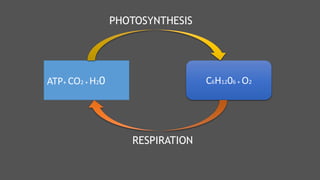 RESPIRATORY SYSTEM OF THE PLANTS........ | PPTX