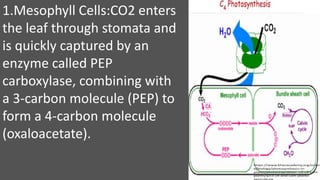 RESPIRATORY SYSTEM OF THE PLANTS........ | PPTX