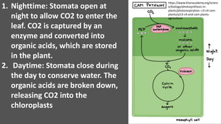 RESPIRATORY SYSTEM OF THE PLANTS........ | PPTX