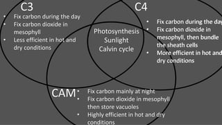 RESPIRATORY SYSTEM OF THE PLANTS........ | PPTX