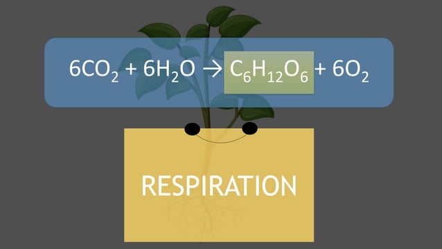 RESPIRATORY SYSTEM OF THE PLANTS........ | PPTX | Lung and Respiratory ...