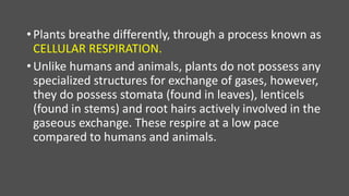 RESPIRATORY SYSTEM OF THE PLANTS........ | PPTX
