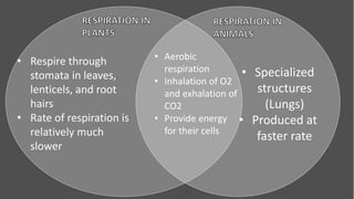 RESPIRATORY SYSTEM OF THE PLANTS........ | PPTX
