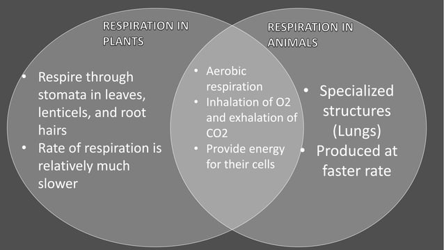 RESPIRATORY SYSTEM OF THE PLANTS........ | PPTX | Lung and Respiratory ...
