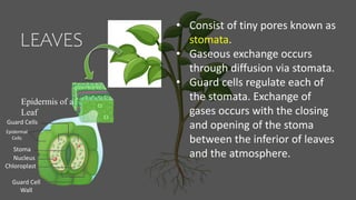 RESPIRATORY SYSTEM OF THE PLANTS........ | PPTX