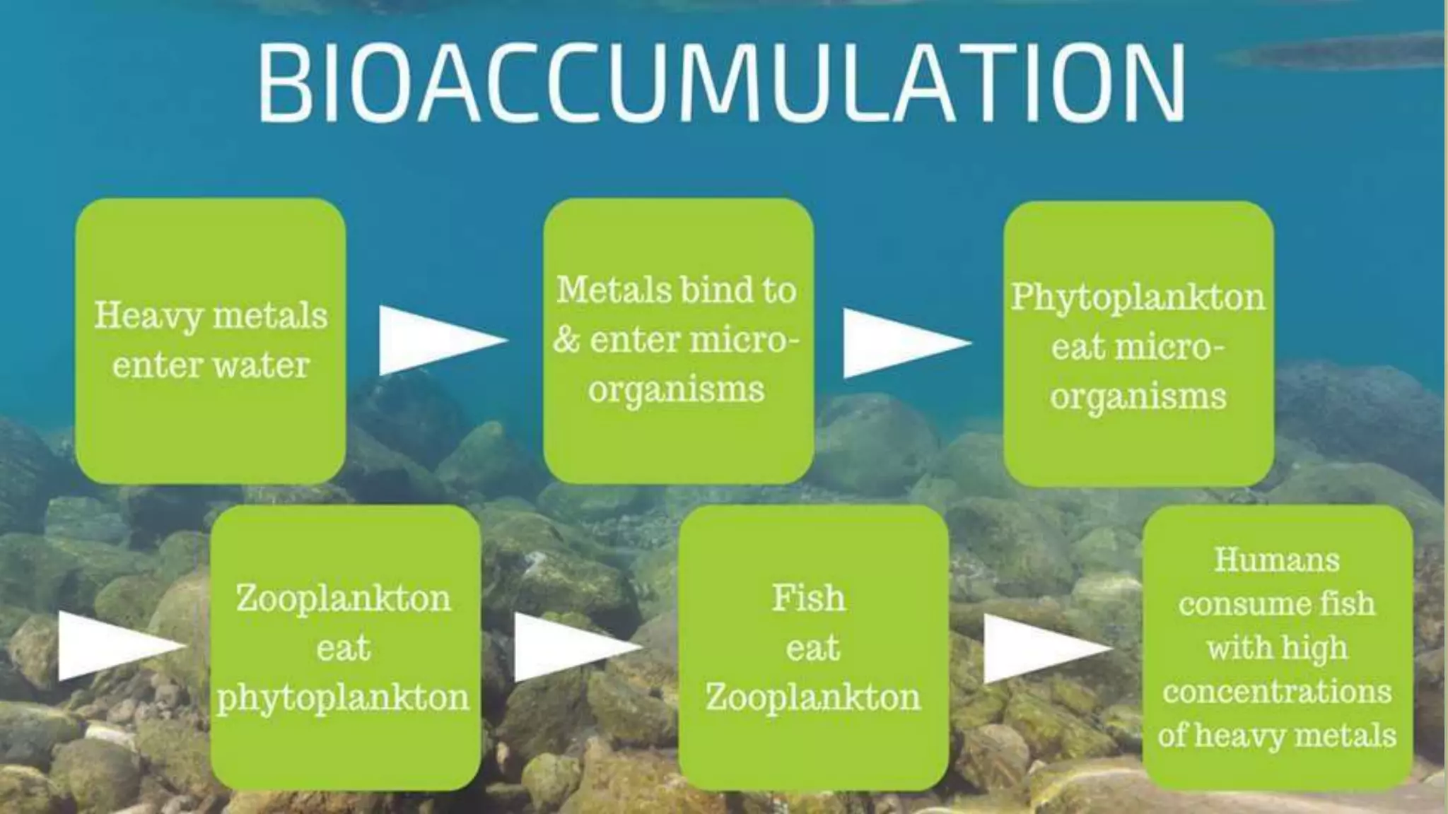 The Bio accumulation of heavy metals | PPTX