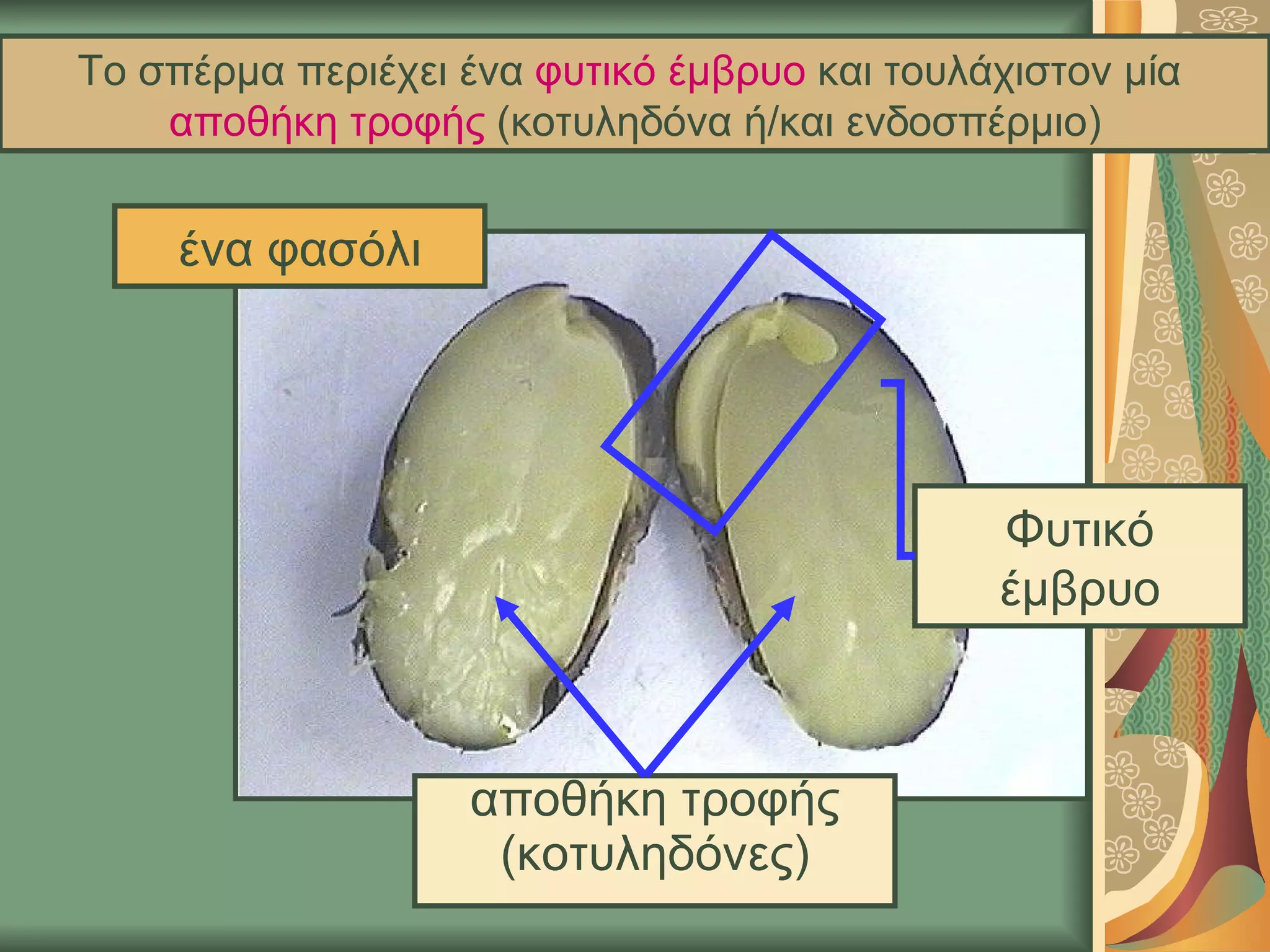 Bio Amfigonia Sta Fyta Blog | PPT