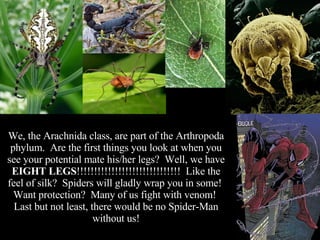 Class Arachnida