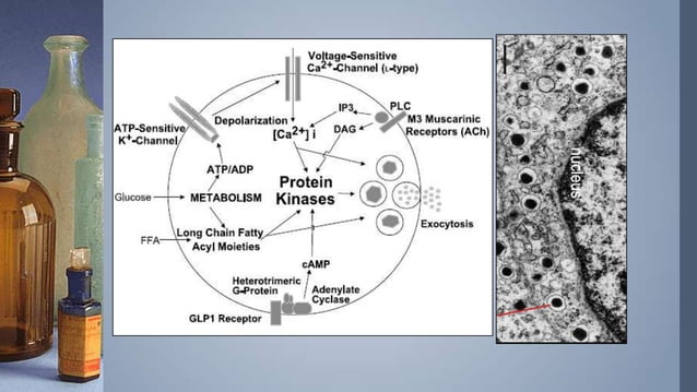 Bio assays of insulin | PPTX