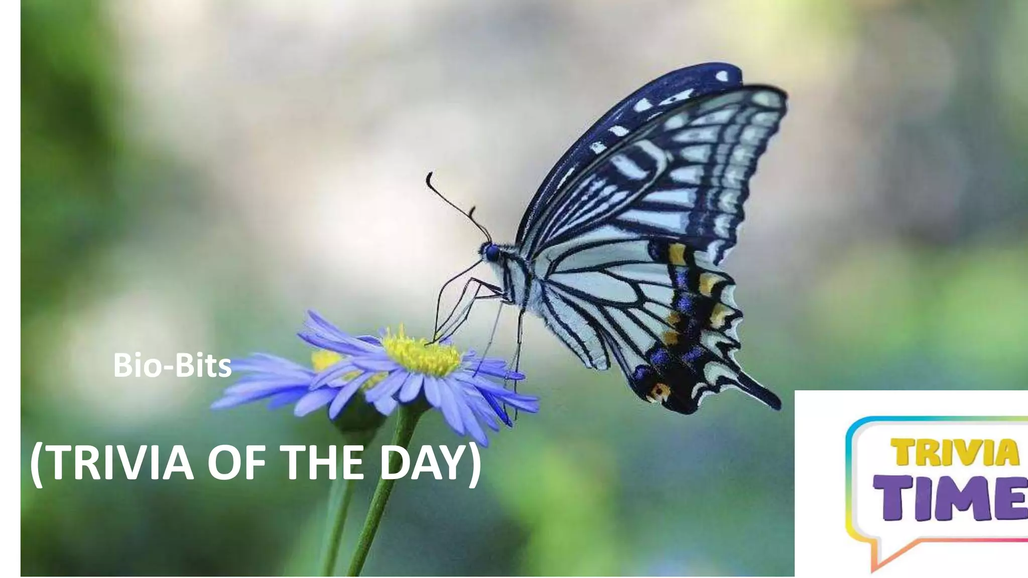 Bio-bit(butterfly).pptx