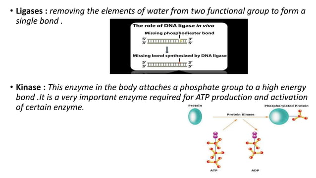 Bio- catalysis.pptx