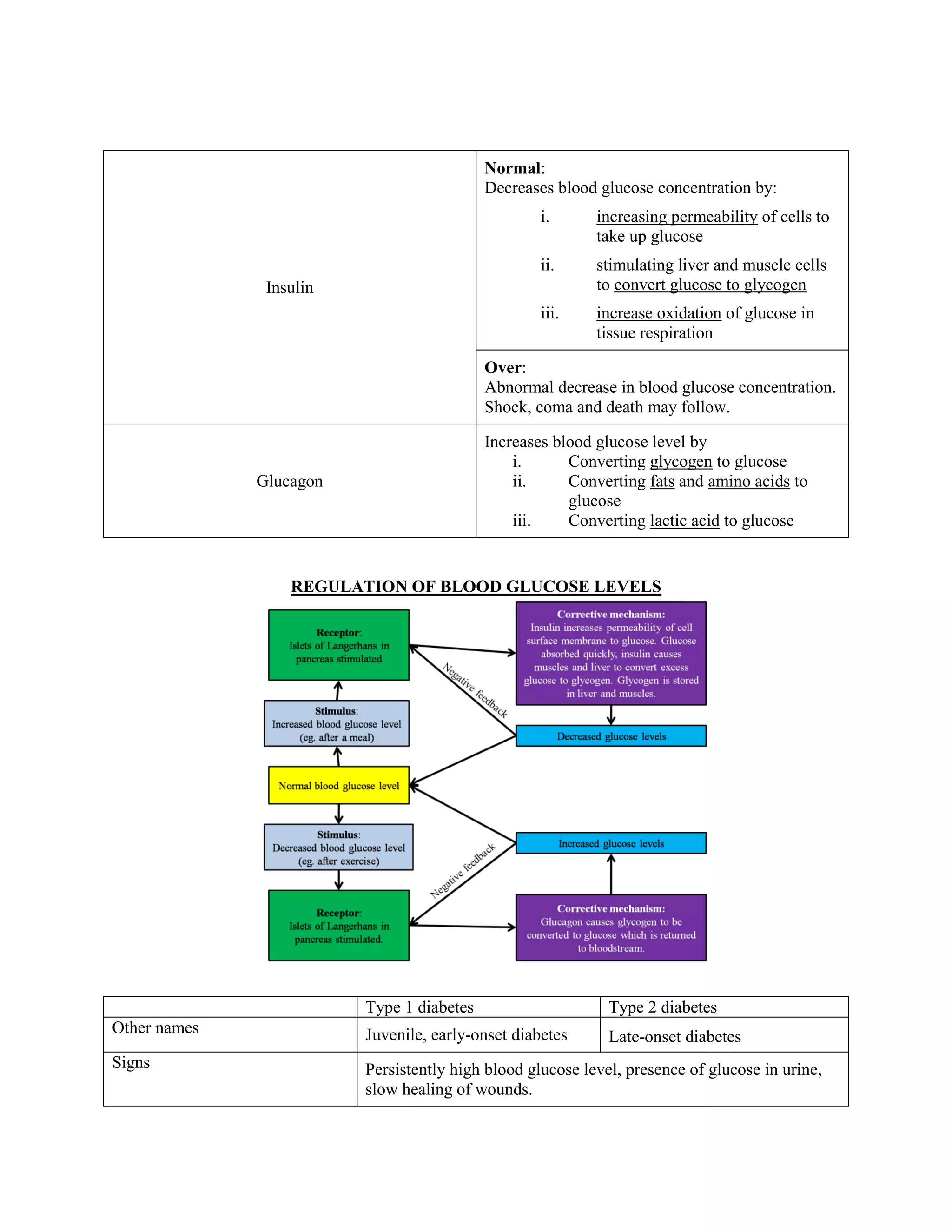 Biology - Chapter 11-15 - Excretion, Homeostasis, Nervous system, Eye ...