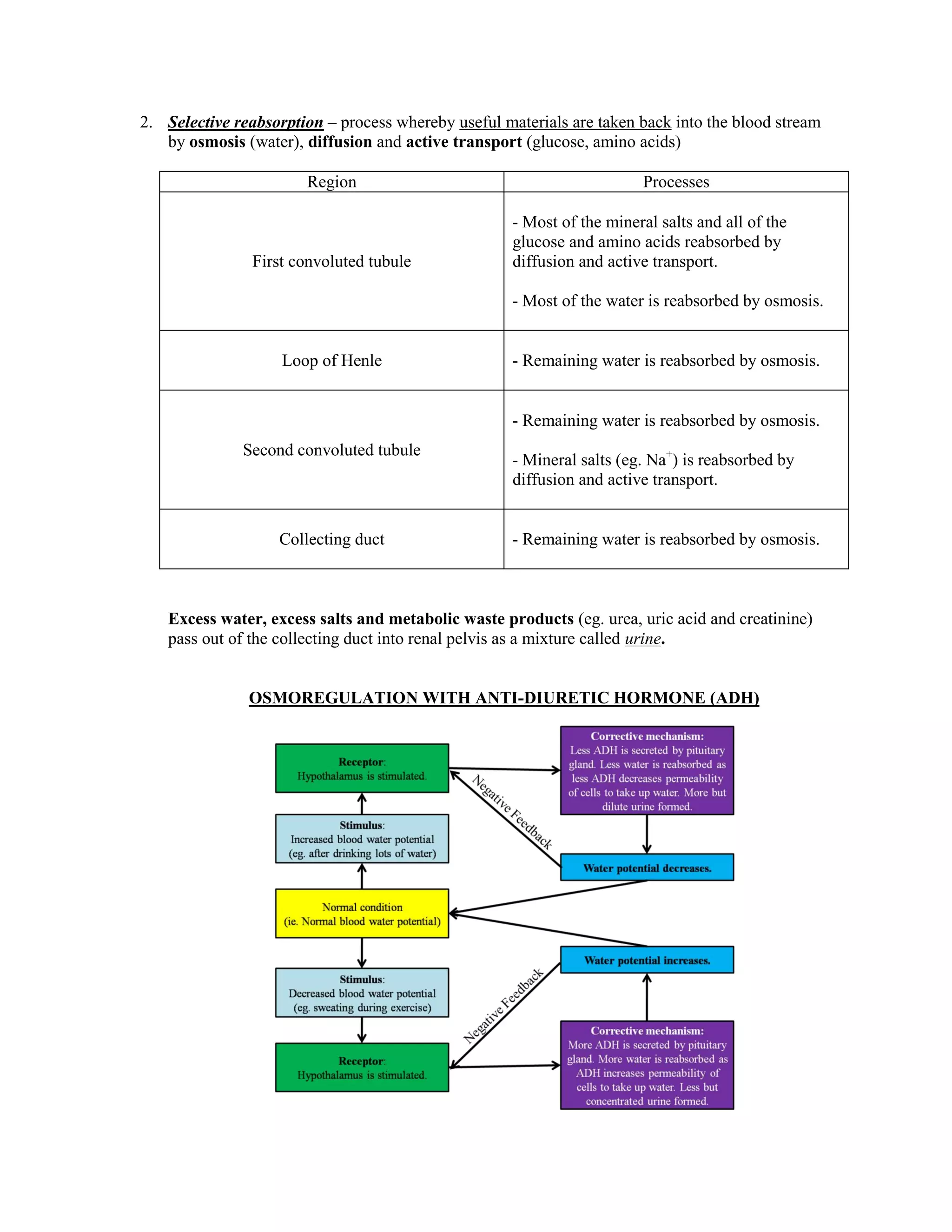 Biology - Chapter 11-15 - Excretion, Homeostasis, Nervous system, Eye ...