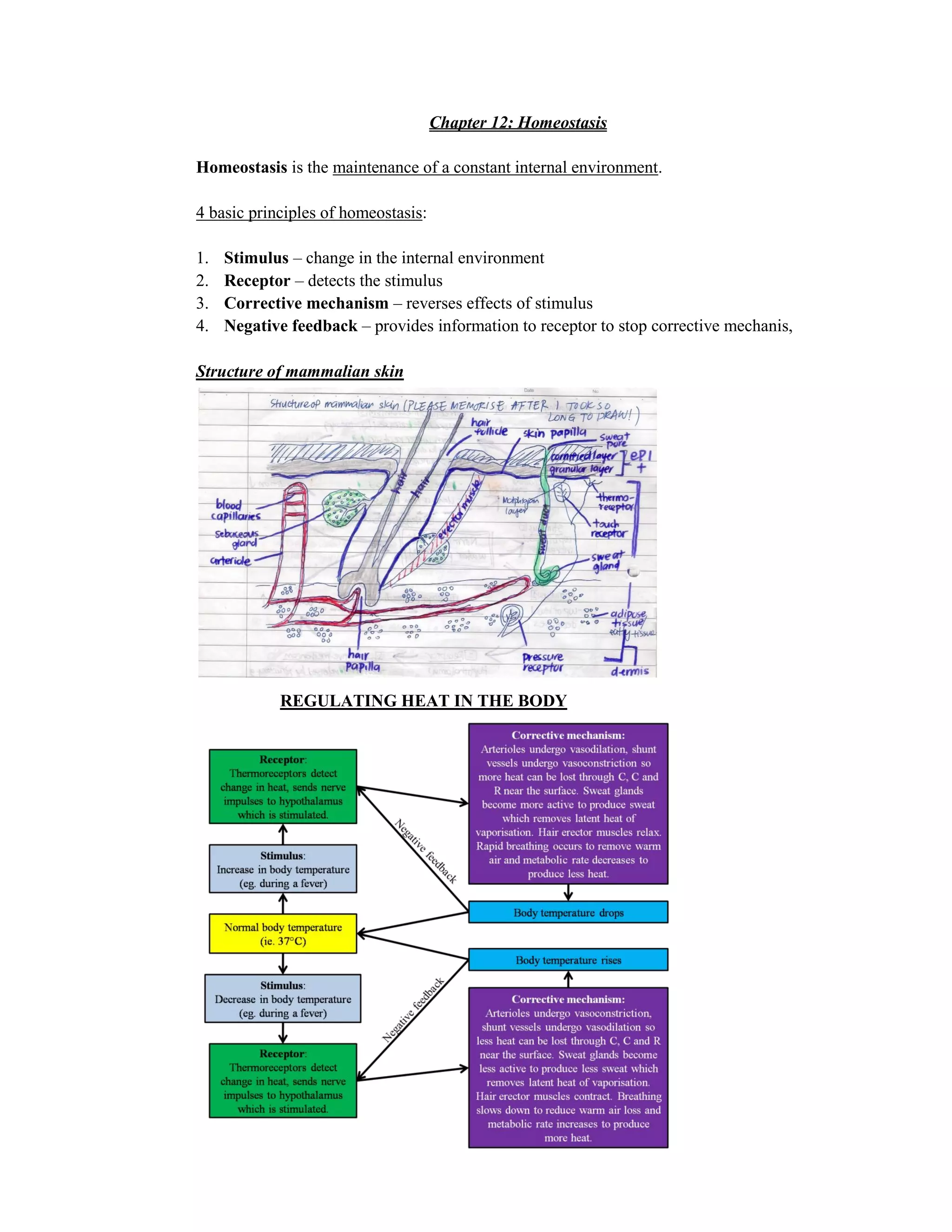 Biology - Chapter 11-15 - Excretion, Homeostasis, Nervous system, Eye ...