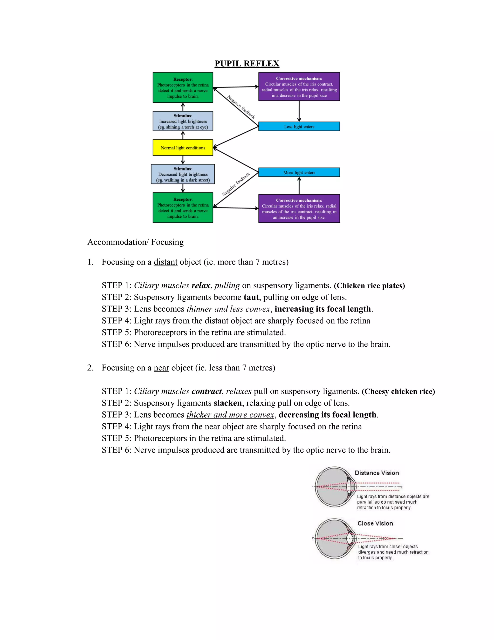 Biology - Chapter 11-15 - Excretion, Homeostasis, Nervous system, Eye ...