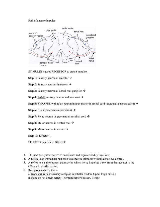 Biology - Chapter 11-15 - Excretion, Homeostasis, Nervous system, Eye ...