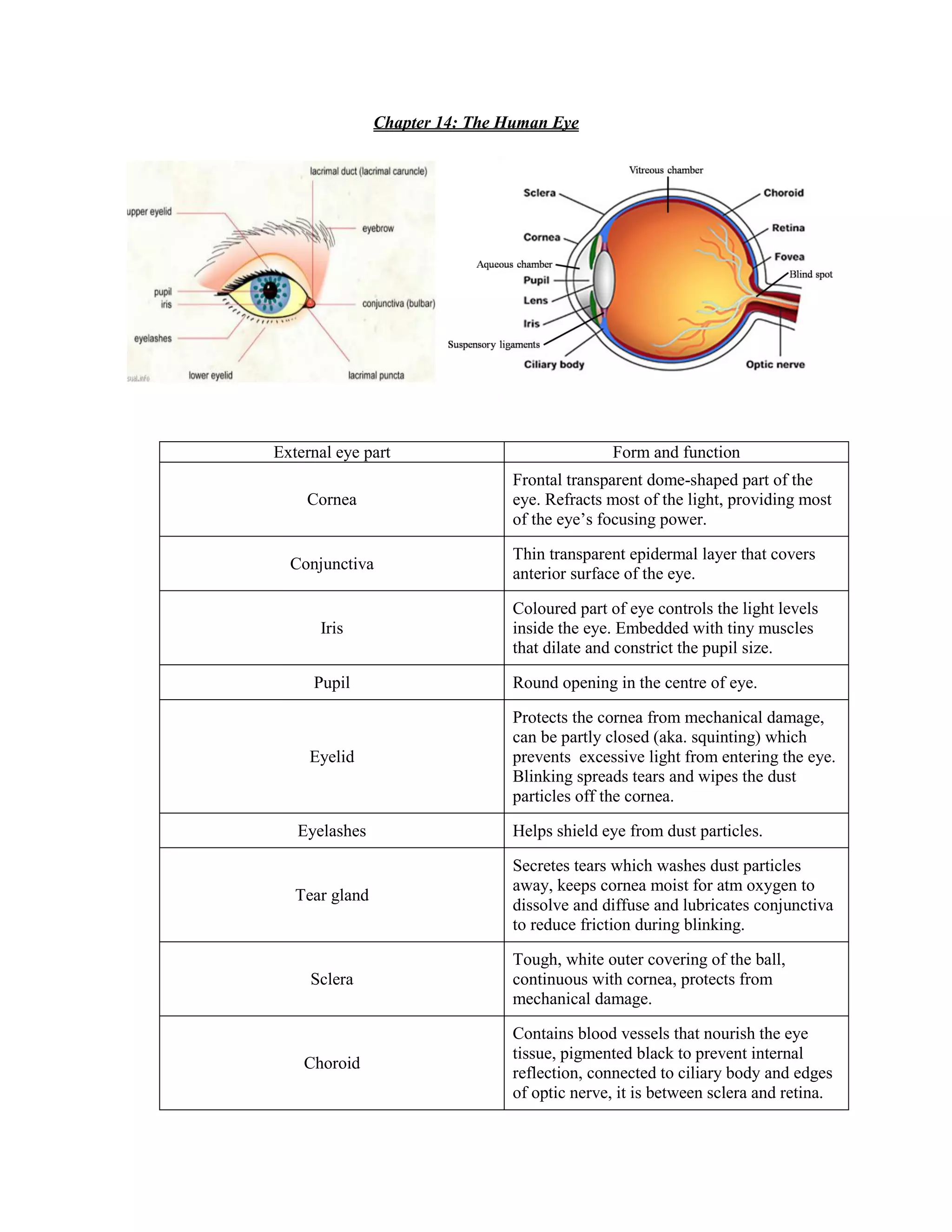 Biology - Chapter 11-15 - Excretion, Homeostasis, Nervous system, Eye ...