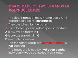 Nucleic Acids (DNA & RNA) | PPTX