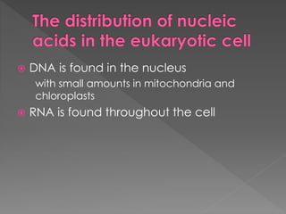 Nucleic Acids Dna And Rna