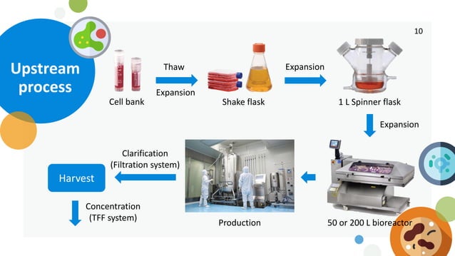 Bio cmc development | PPT
