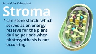 Chloroplasts (Parts of the Chloroplasts).pptx