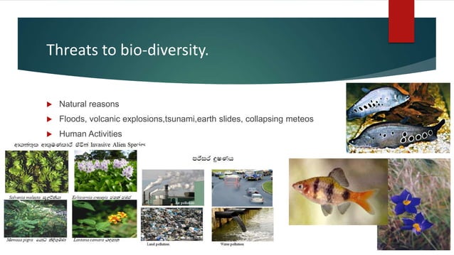 Bio-diversity grade 9.pptx