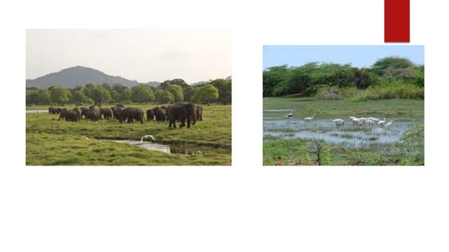 Bio-diversity grade 9.pptx