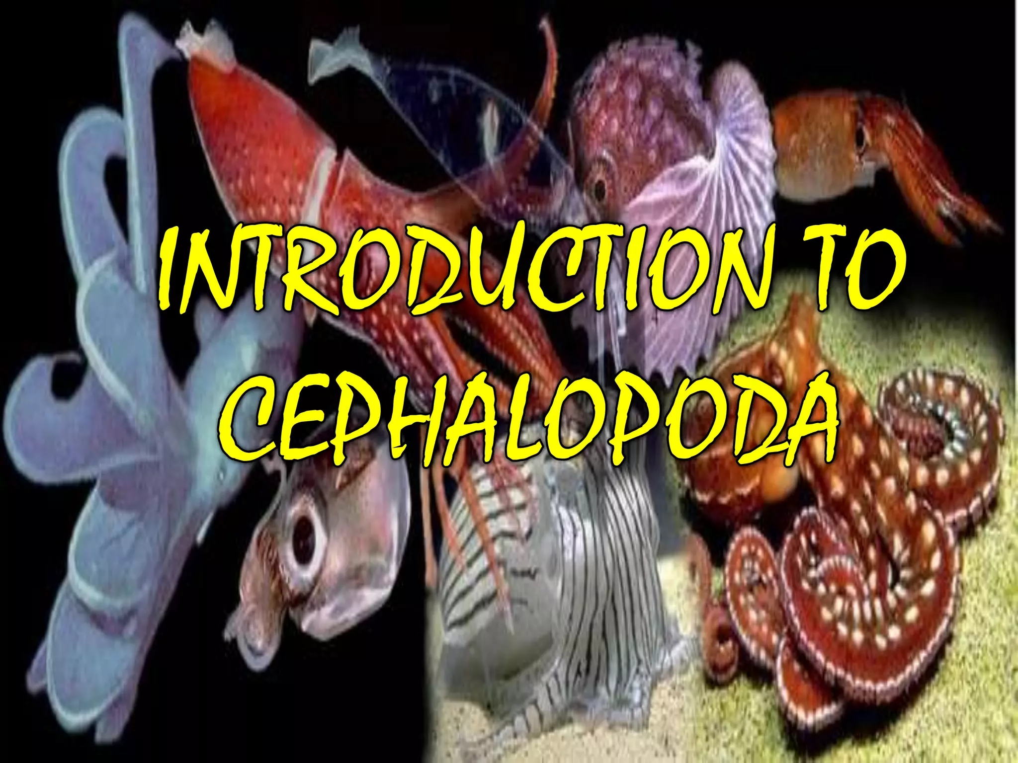 Cephalopods | PPTX