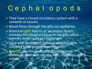 Cephalopods | PPTX
