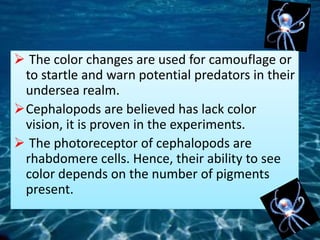 Cephalopods | PPTX
