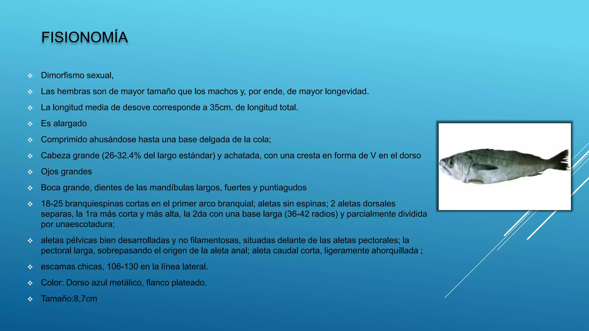 BIO-ECOLOGIA DE LA MERLUZA PERUANA.pptx