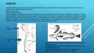 BIO-ECOLOGIA DE LA MERLUZA PERUANA.pptx
