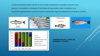 BIO-ECOLOGIA DE LA MERLUZA PERUANA.pptx