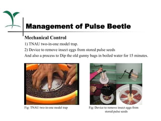 Bio ecology and management of pulse beetle | PPT
