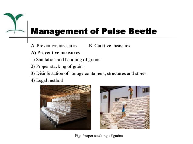 Bio ecology and management of pulse beetle | PPT