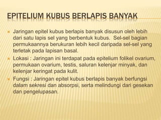Biologi - epitelium berlapis banyak | PPTX