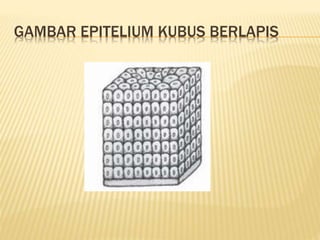 Biologi - epitelium berlapis banyak | PPTX