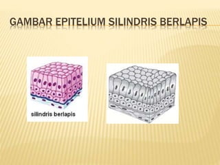 Biologi - epitelium berlapis banyak | PPTX