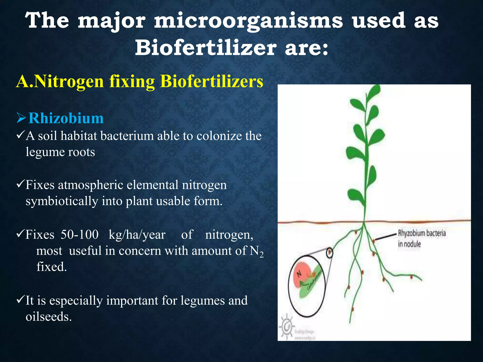 Bio fertilizers | PPT