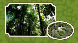 Floresta Tropical | PDF