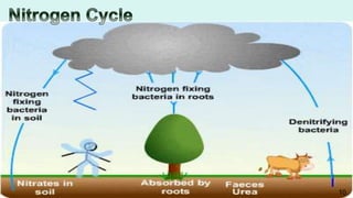 Bio geo-chemical cycles | PPTX