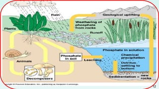 Bio geo-chemical cycles | PPTX