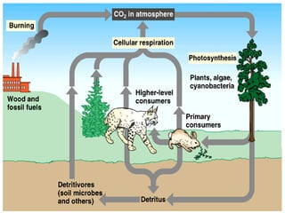 Bio-geochemical Cycles | PPT
