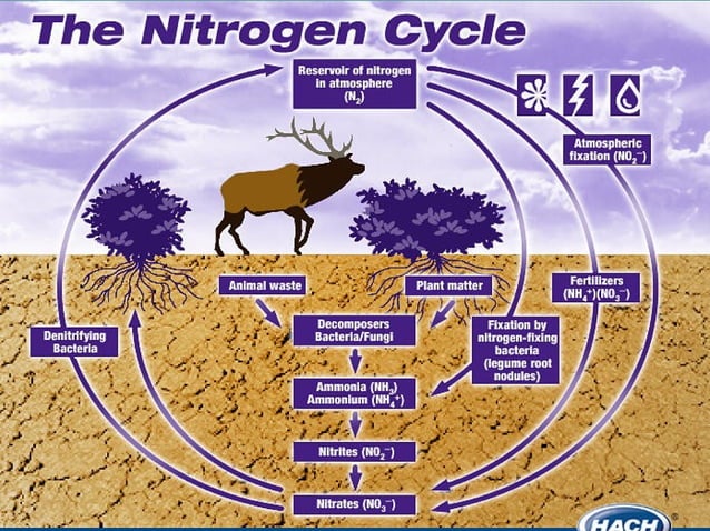 Bio-geochemical Cycles | PPT
