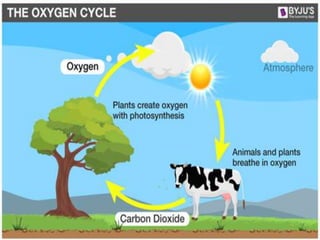 BIO-GEOCHEMICAL ECOLOGICAL CYCLE-2.pptx