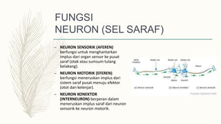 sistem saraf | PPTX