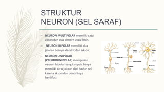 sistem saraf | PPTX